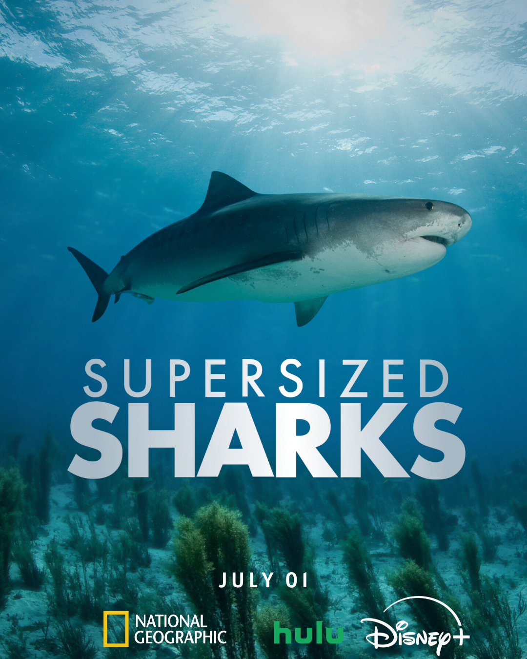 Supersized Sharks for National Geographic